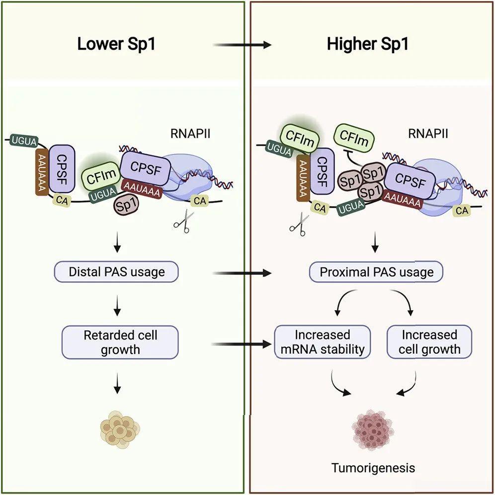 Molecular Cell：Sp1的双重生命，一种蛋白质的新作用颠覆了人们对其对癌症影响的思考 - 知乎