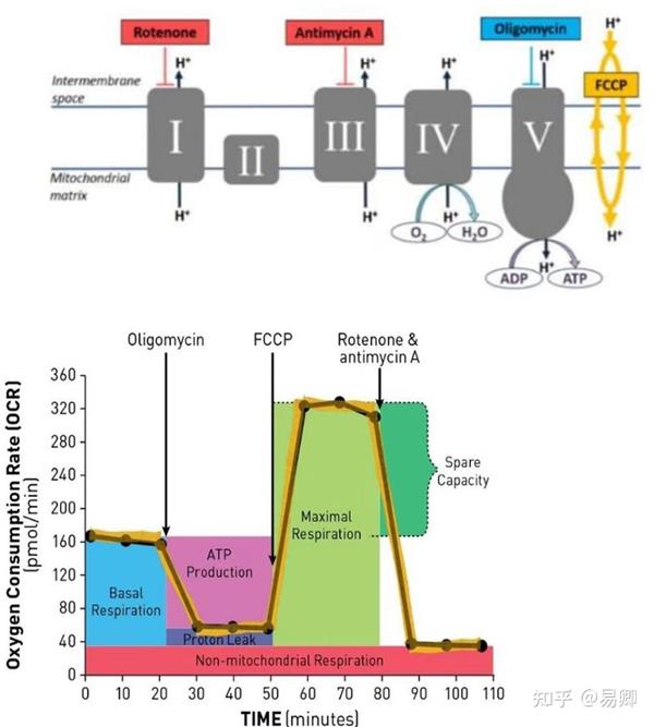 一文读懂！Seahorse数据统计分析——OCR、ECAR - 知乎