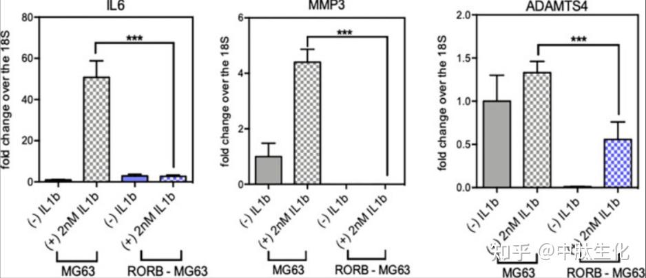 PLoS ONE：科学家发现一种治疗和预防人类骨关节炎发生的新型潜在靶点 - 知乎