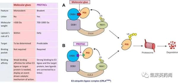国内首款！格博生物CK1α分子胶降解剂GLB-001获批临床 - 知乎