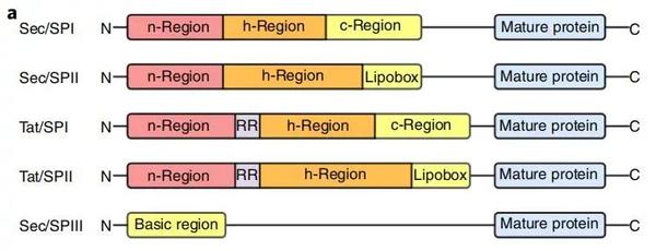 Nat. Biotechnol. | 利用蛋白语言模型的信号肽类型预测模型 SignalP 6.0 - 知乎
