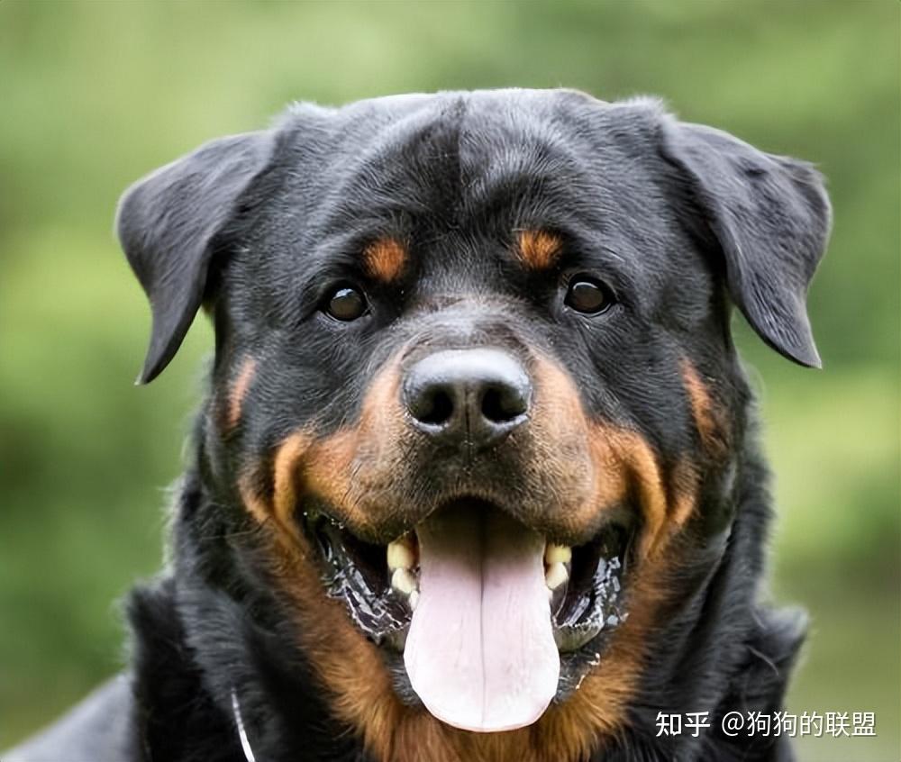 养一只“罗威纳”是什么体验？勇猛帅气且忠诚，养对了！ - 知乎