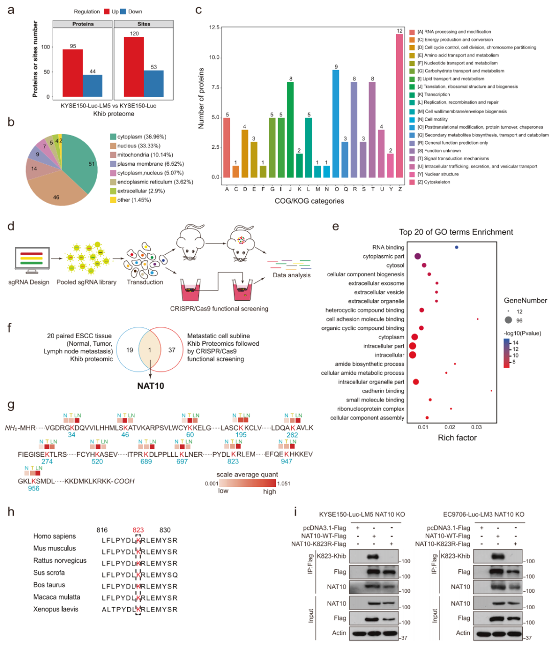 Cell Res | 广州医科大学李斌团队2-羟基异丁酰化修饰研究揭示癌症转移全新机制 - 知乎
