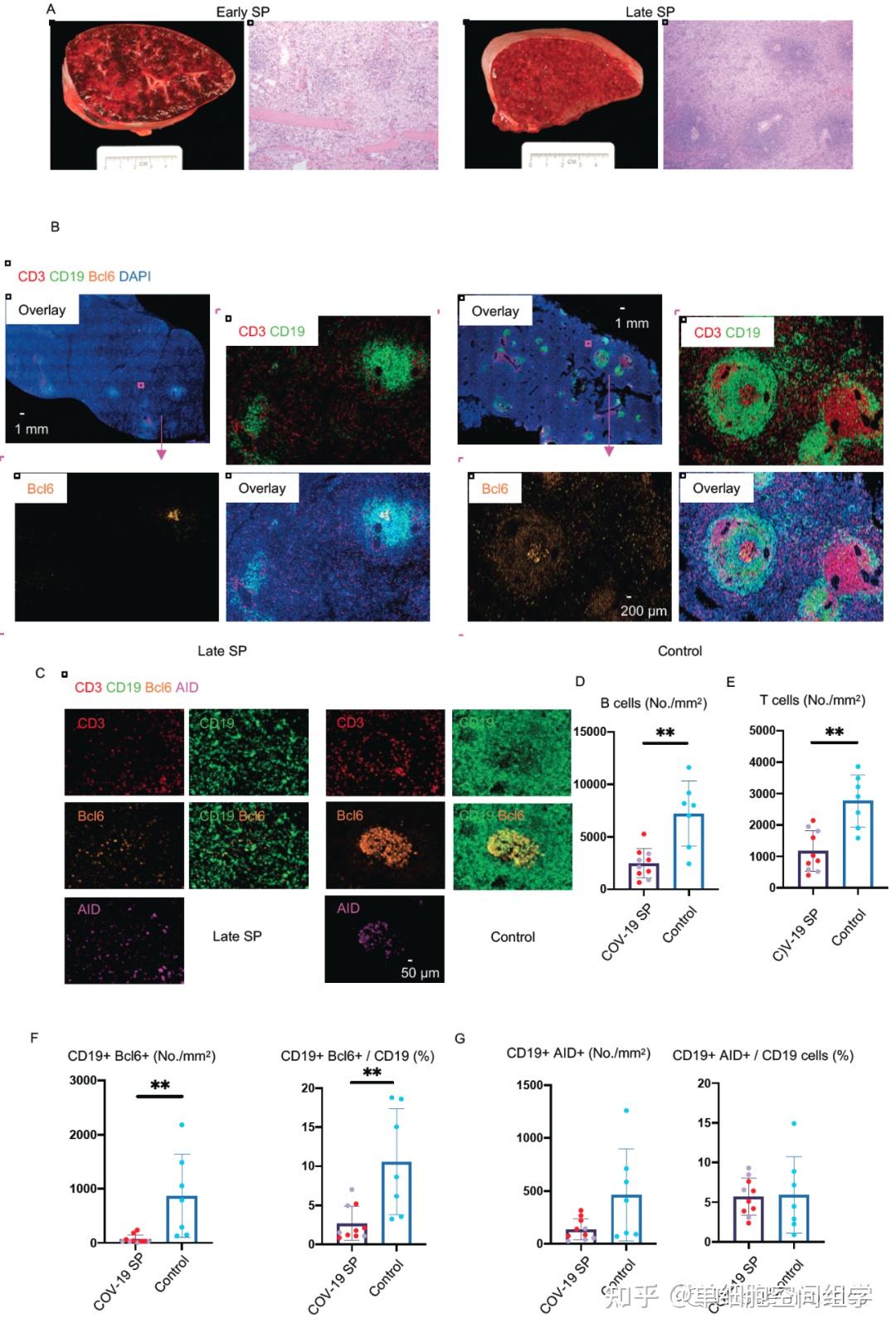 CELL| TissueFAXS Cytometry技术助力新冠肺炎方向研究 - 知乎