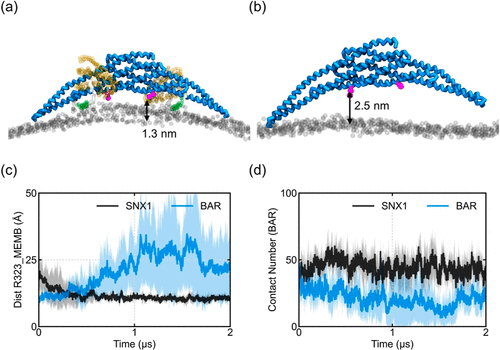JPCB | 分子动力学：snx1蛋白诱导膜弯曲的分子机制研究 - 知乎