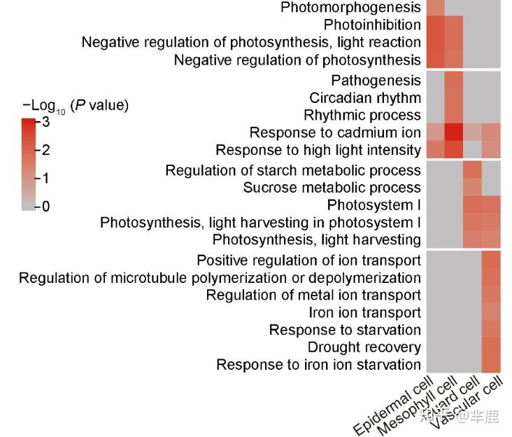 空转植物应用 |scStereo-seq技术解析拟南芥叶片空间转录组 - 知乎