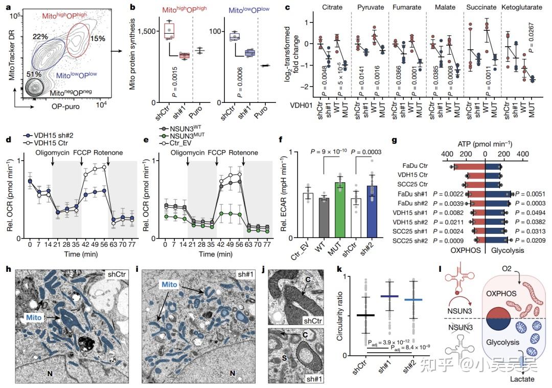 热点的相互碰撞---Nature研究证实，线粒体tRNA的m5C 修饰竟是肿瘤转移的发动机！ - 知乎