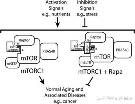 全球抗衰权威机构：雷帕霉素是14年唯一一直证明可延长寿命的药物 - 知乎