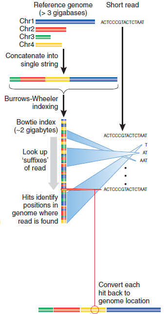 DNA测序之mapping介绍 - 知乎