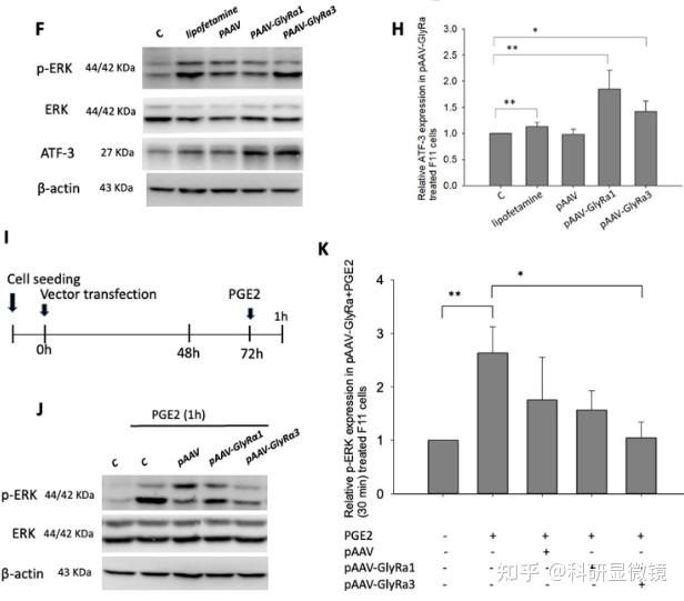 利用腺相关病毒(AAV)研究目标基因功能的实验设计 - 知乎
