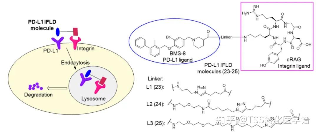 【JMC】免疫检查点PD-L1蛋白降解剂和调节剂研发现状 - 知乎