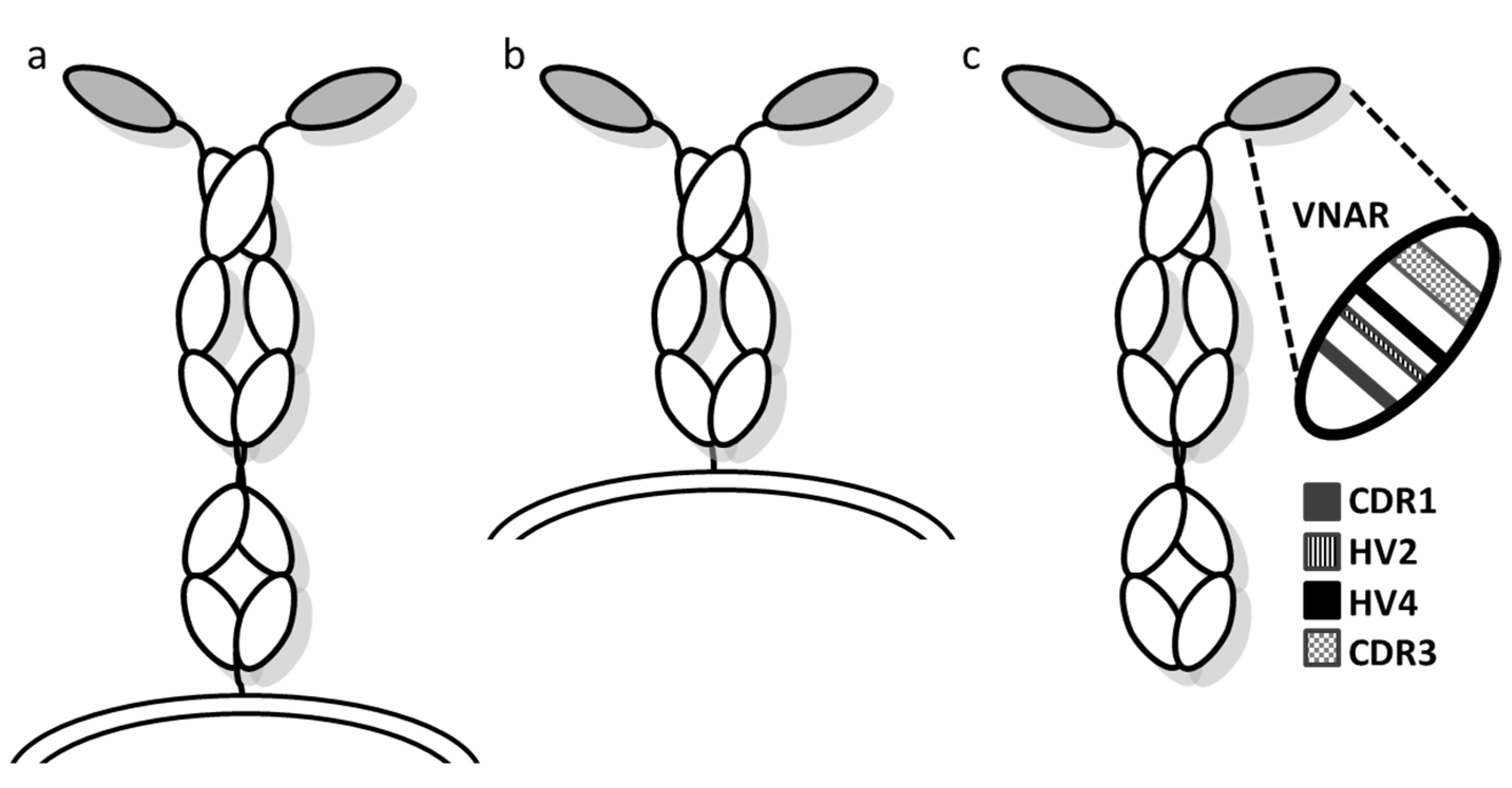 鲨鱼抗体vNAR 在抗病毒研究中的应用及优势 - 知乎