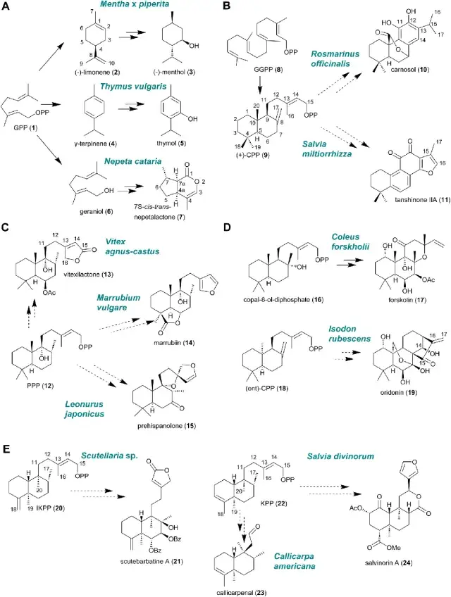 欣推荐 | Nat. Prod. Rep. ：唇形科植物中的萜类化合物生物合成研究进展 - 知乎