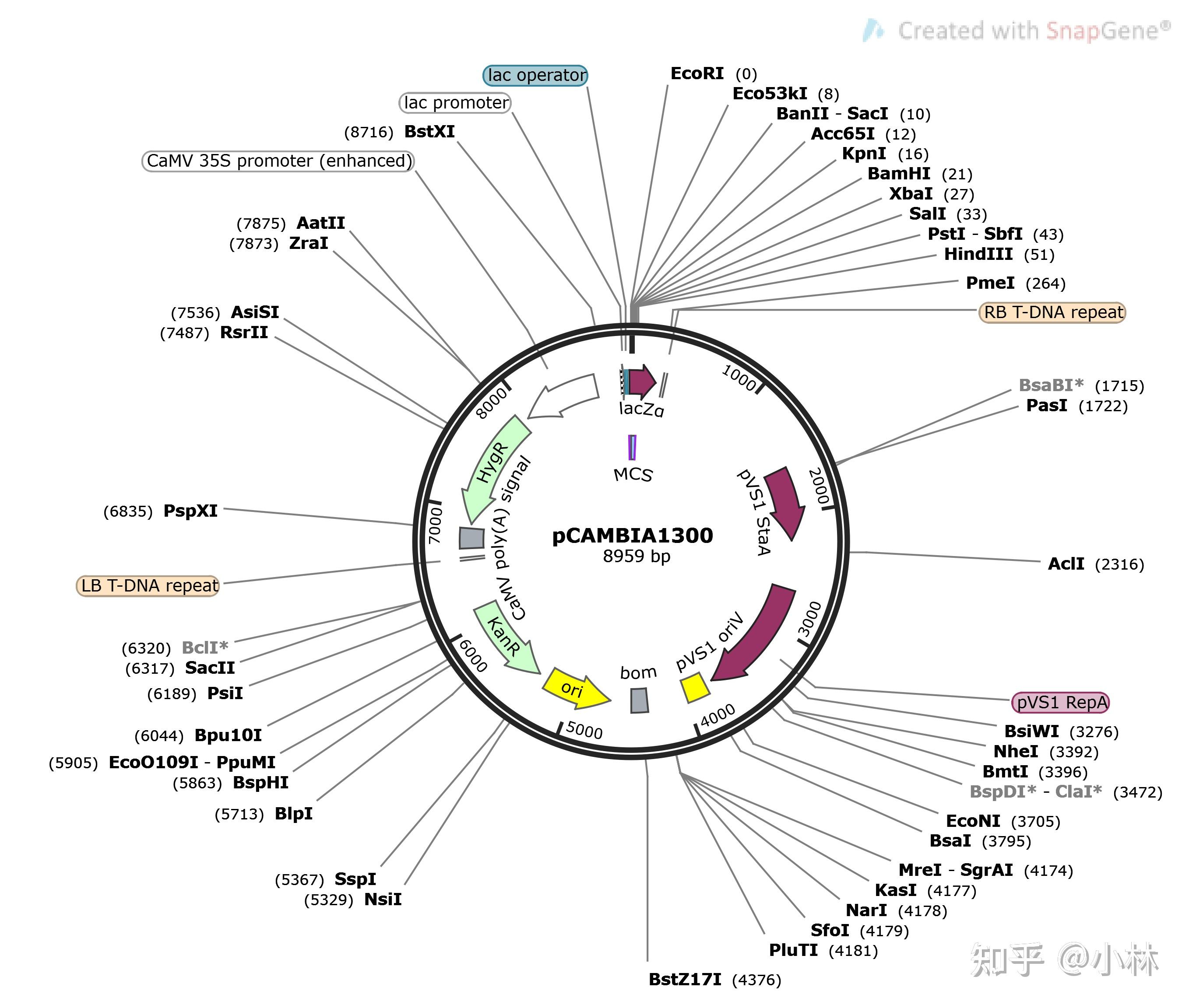 pCAMBIA1300图谱 - 知乎
