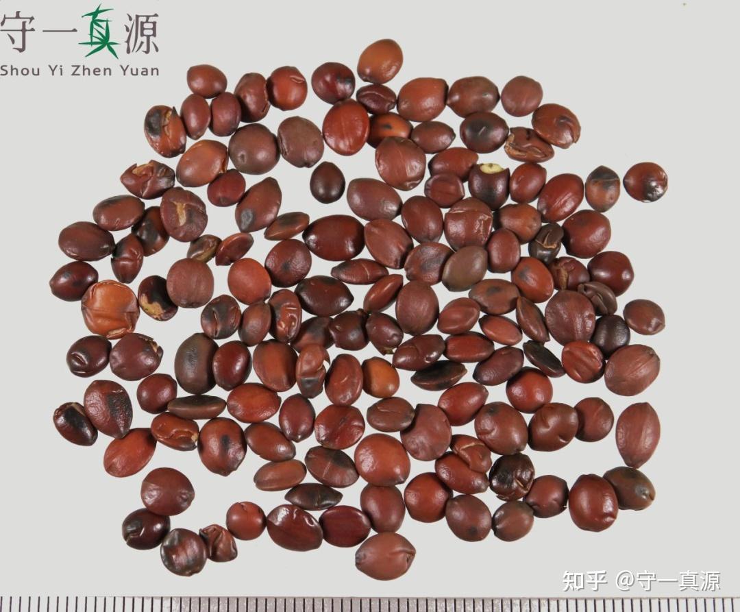酸枣仁混淆品大揭秘，这些你都知道吗？ - 知乎