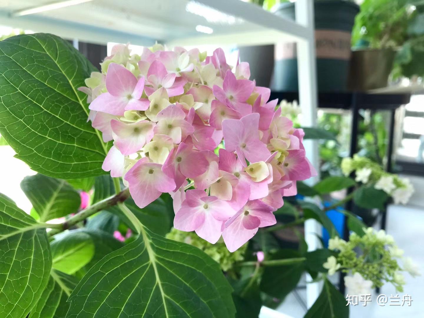 有没有什么家里养的常开花的不容易养死的植物？ - 知乎