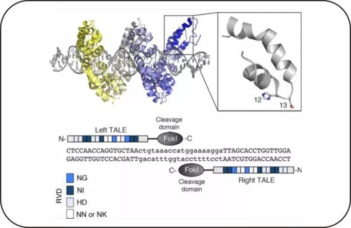 这一次，CRISPR无能为力的线粒体遗传病，被它的两个前辈ZFN和TALEN攻克了 - 知乎