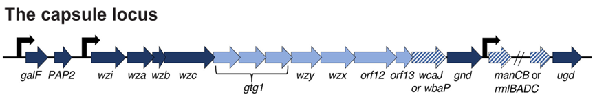 肺炎克雷伯菌的K抗原分型介绍 - 知乎