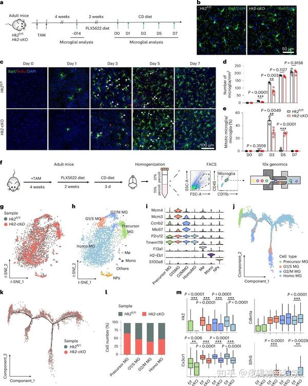 Nat Metab︱浙江大学医学院脑科学与脑医学学院高志华/段树民课题组揭示糖代谢关键酶Ⅱ型己糖激酶调控小胶质细胞功能的新机制 - 知乎