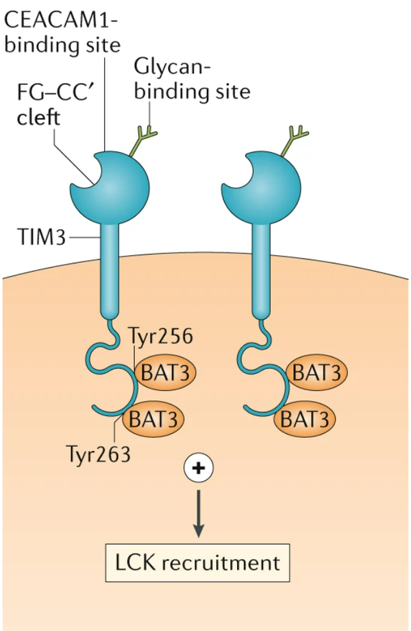 阿斯利康：PD1/TIM3双抗报临床！国内仅1家布局 - 知乎