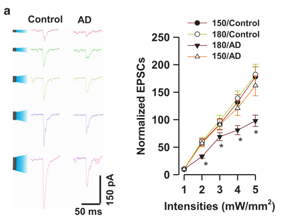 【文献解读】内嗅皮层到CA1的突触功能损伤导致AD小鼠认知障碍新机制 - 知乎