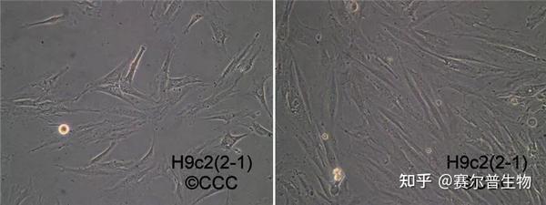 RAW 264.7、Hep-G2、H9c2细胞培养常见问题总结 - 知乎