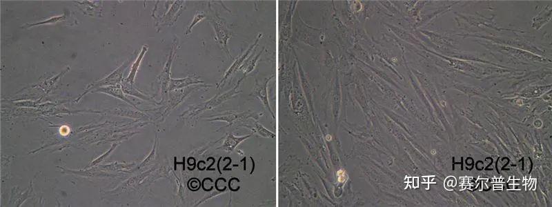 RAW 264.7、Hep-G2、H9c2细胞培养常见问题总结 - 知乎