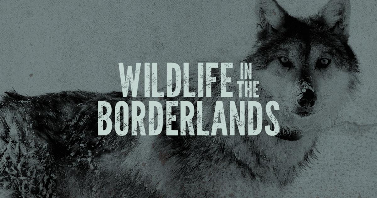 Lobos in limbo: The halting recovery of the Mexican wolf 两难境地中的灰狼们：停滞的 ...