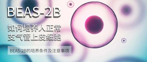 细胞学堂 |如何培养人正常支气管上皮细胞BEAS-2B - 知乎