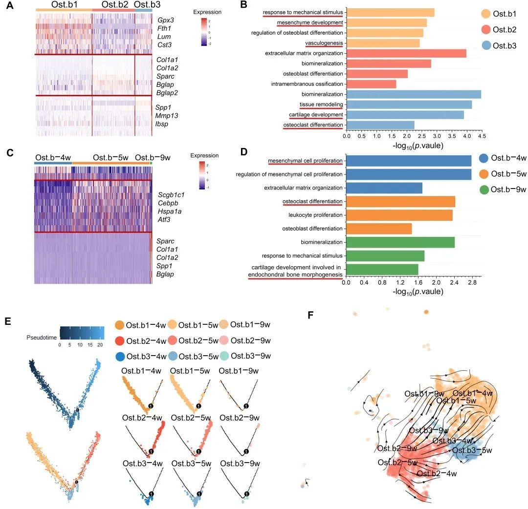 项目文章 | 单细胞测序刻画腭中缝膜内成骨模型 - 知乎
