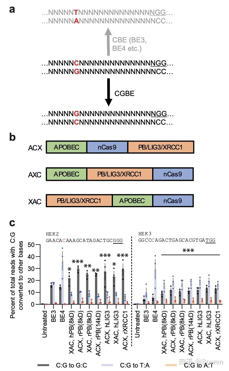 C-G Base Editor - 知乎