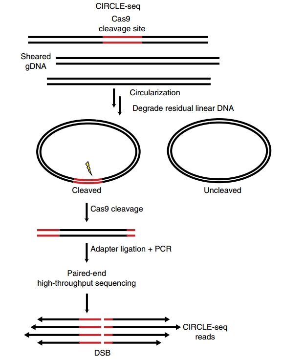 CRISPR系统脱靶检测方法介绍 - 知乎