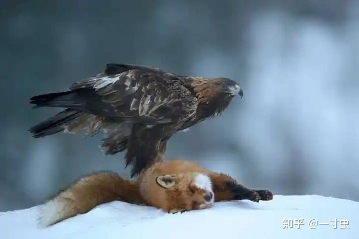 号称猛禽之王的金雕，有啥特别之处？空中击杀天鹅，地面捕食野狼 - 知乎