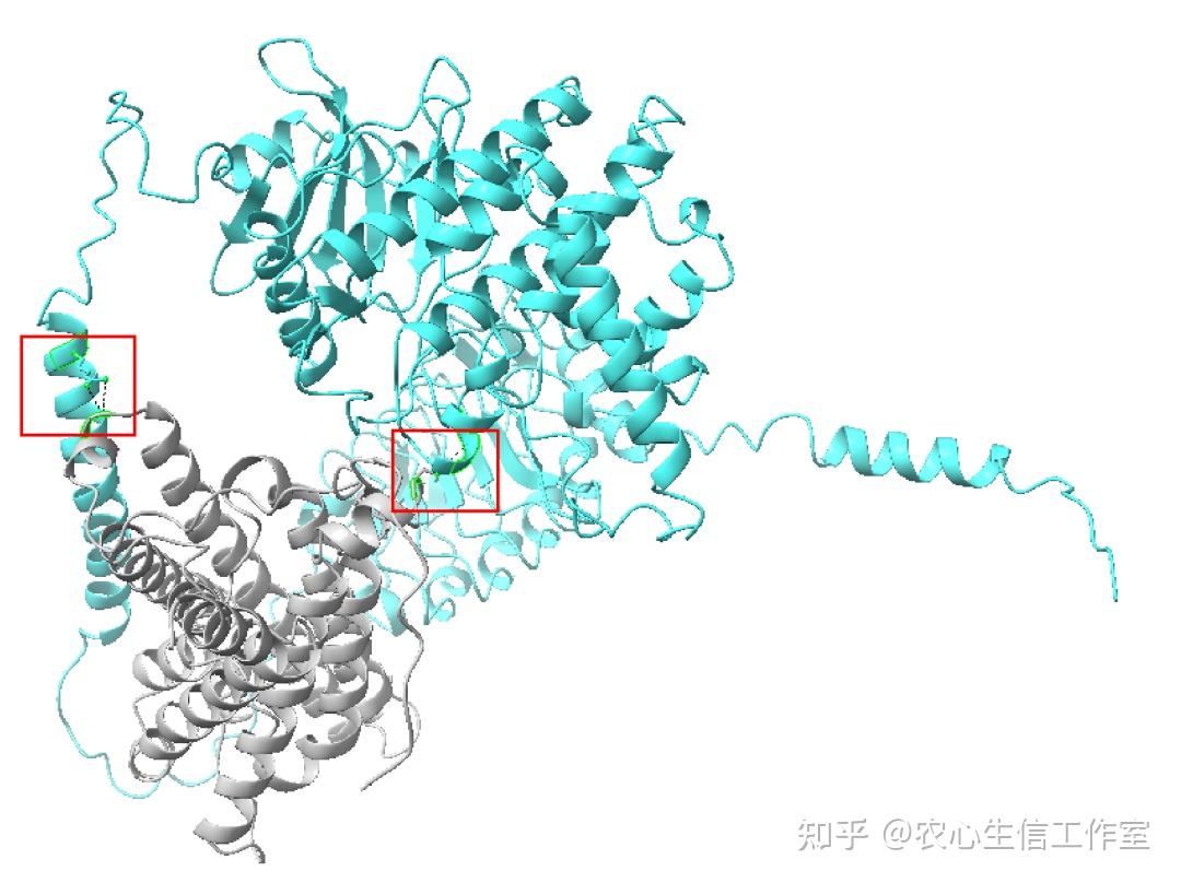 超实用！用ChimeraX对AlphaFold 结果可视化（下）: 蛋白互作界面分析 - 知乎