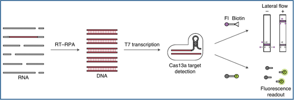 两分钟看懂为什么要用CRISPR做检测 - 知乎