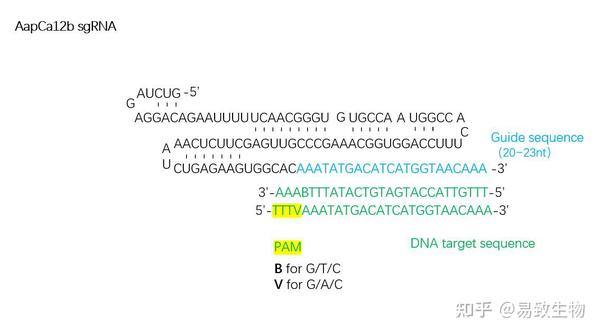 Cas12a, Cas12b,Cas12f1 sgRNA/crRNA 结构序列 - 知乎