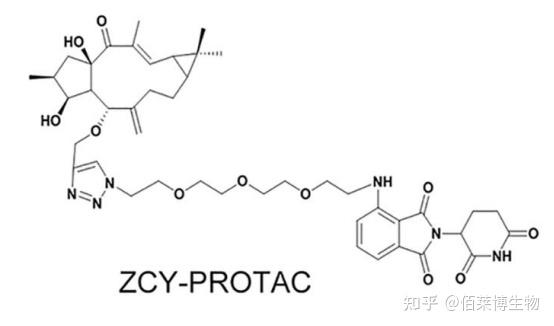 化合物靶点鉴定：基于PROTAC技术的“靶向降解组学”鉴定中药成分靶点 - 知乎