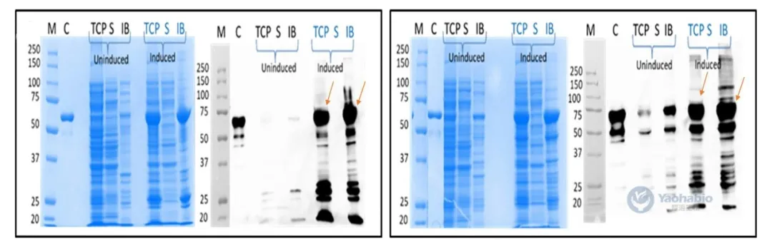 PfRH5量产新突破：大肠杆菌表达让抗疟之路更进一步 - 知乎