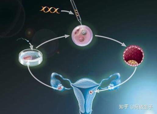 3bc的囊胚质量怎么样，38岁试管移植成功率有多高？ - 知乎