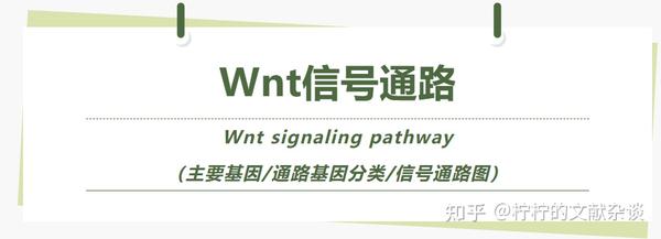 Wnt信号通路（主要基因/通路基因分类/信号通路图 - 知乎