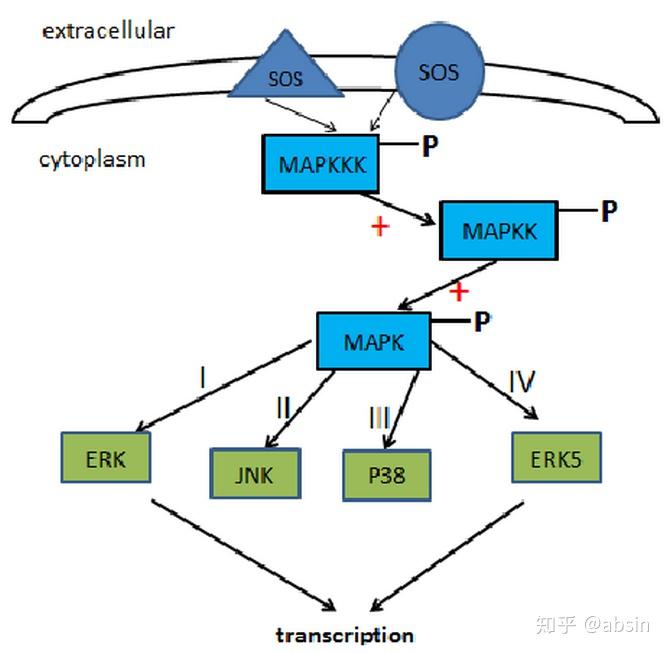 MAPK级联激活 - 知乎
