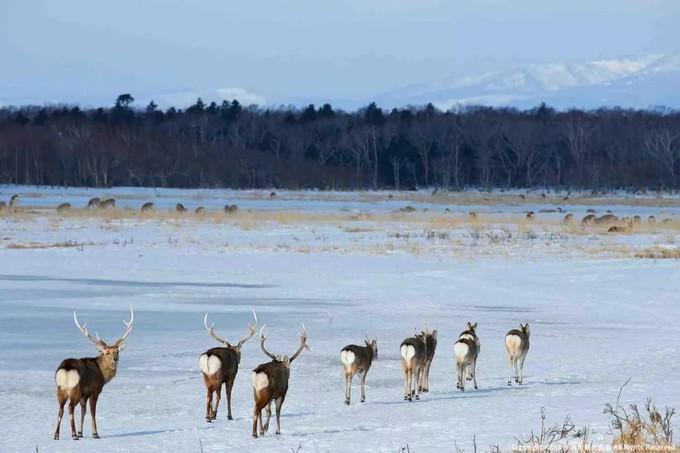 北海道道东||好多人去北海道，我去的是秘境 - 知乎