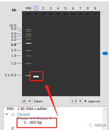 技巧（1）——利用SnapGene构建载体，模拟基因克隆，酶切，连接及电泳检测 - 知乎