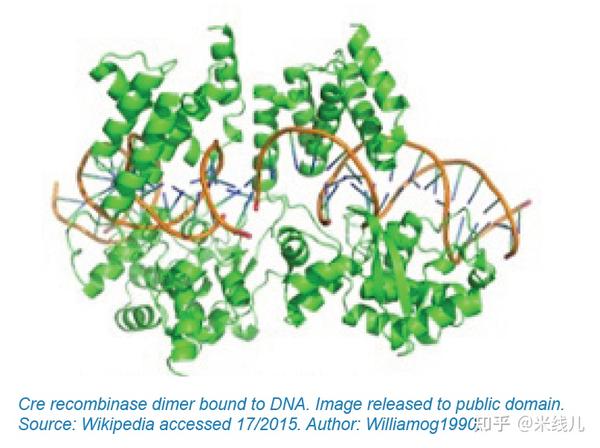 CRE-LOX简介 - 知乎