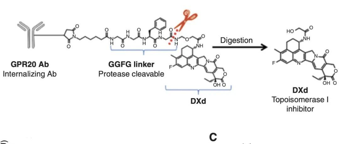 Pharvaris: 开发新型口服缓激肽B2受体拮抗剂，用于治疗和预防遗传性血管性水肿 - 知乎