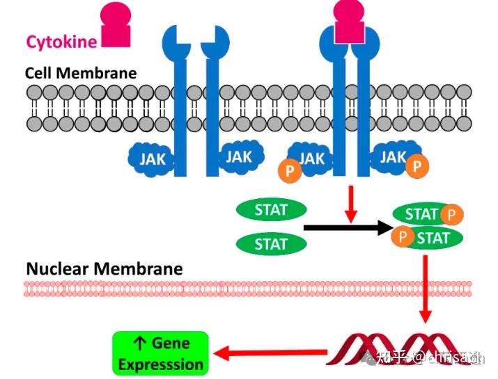 已上市JAK2抑制剂的适应症及其原料药制备路线 - 知乎