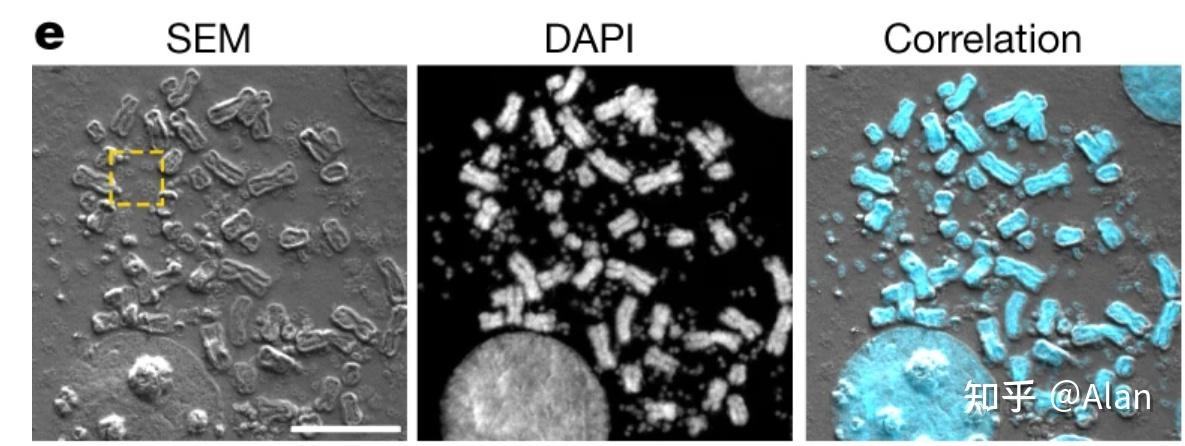 eccDNA的长度、分类、形成原因、研究历程、功能探索和未来展望等方面的研究 - 知乎