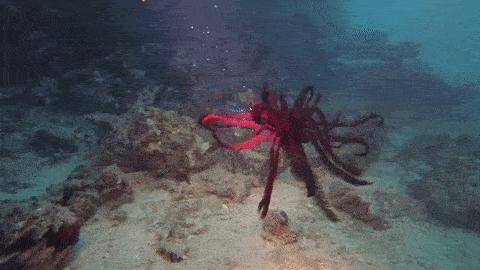 【地球演义】第二百七十四回 异界来客7：Alura Une - 知乎