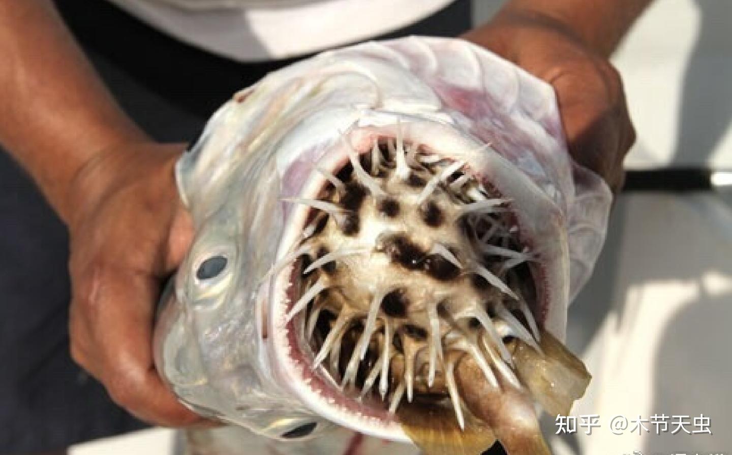 【鲀形目的演化史·其一】刺鲀，箱鲀，河鲀，鳞鲀 - 知乎