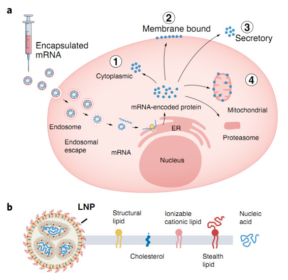 【耀文解读】mRNA篇|mRNA序列设计和递送系统选择思路：Nature子刊综述 - 知乎